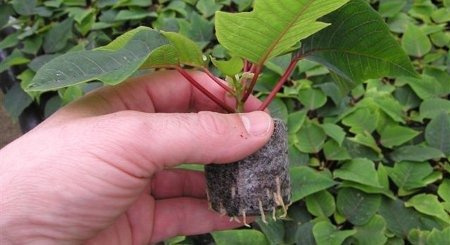 Kokosowe doniczki pęczniejące Jiffy-7C 35/1155 | DONICZKI TORFOWE ...